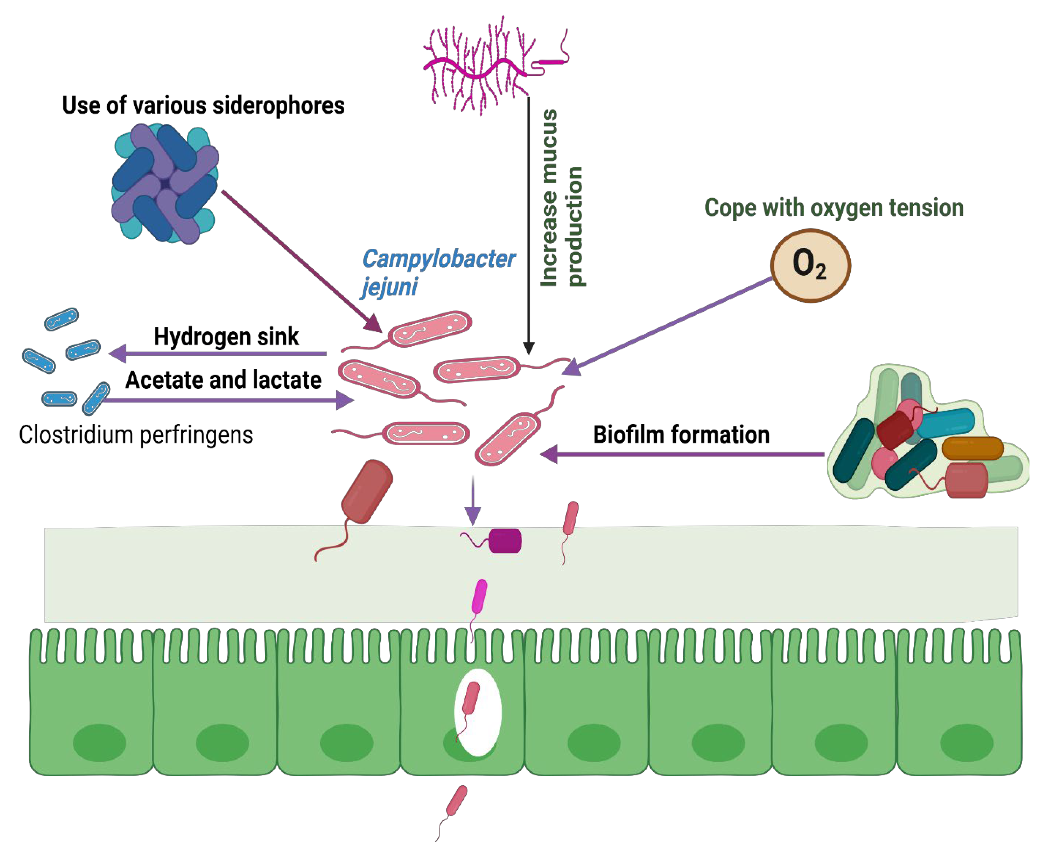 Gut Microbiota—Campylobacter jejuni Crosstalk in Broiler Chickens: A ...