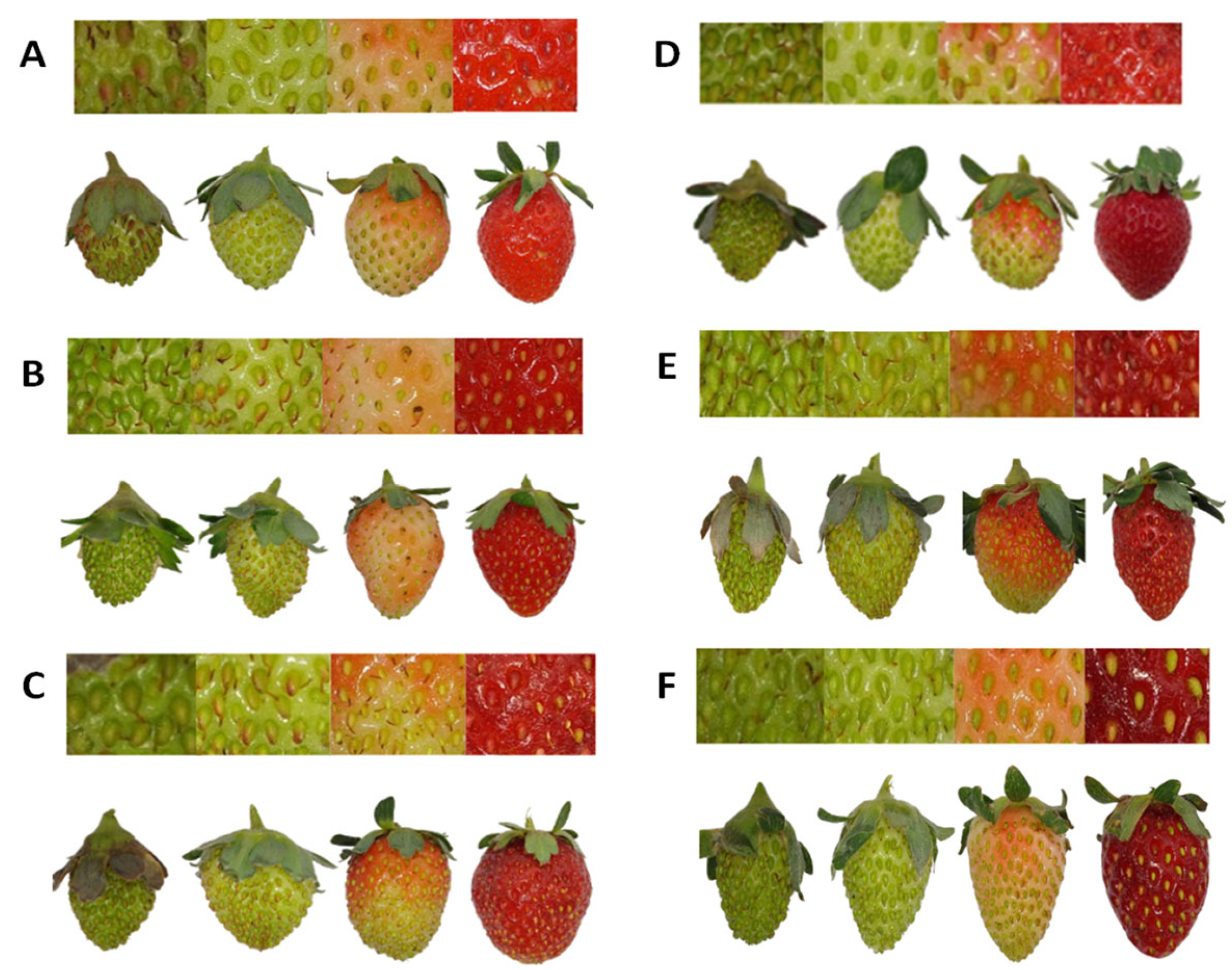 Development of a New Strawberry Cultivation Zone in Northern Greece ...