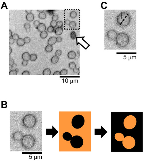 Measurement and Characterization of Yeast Cell Size Using a Digital ...