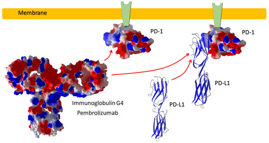 Processes | Free Full-Text | The Interaction of Programmed Cell Death ...