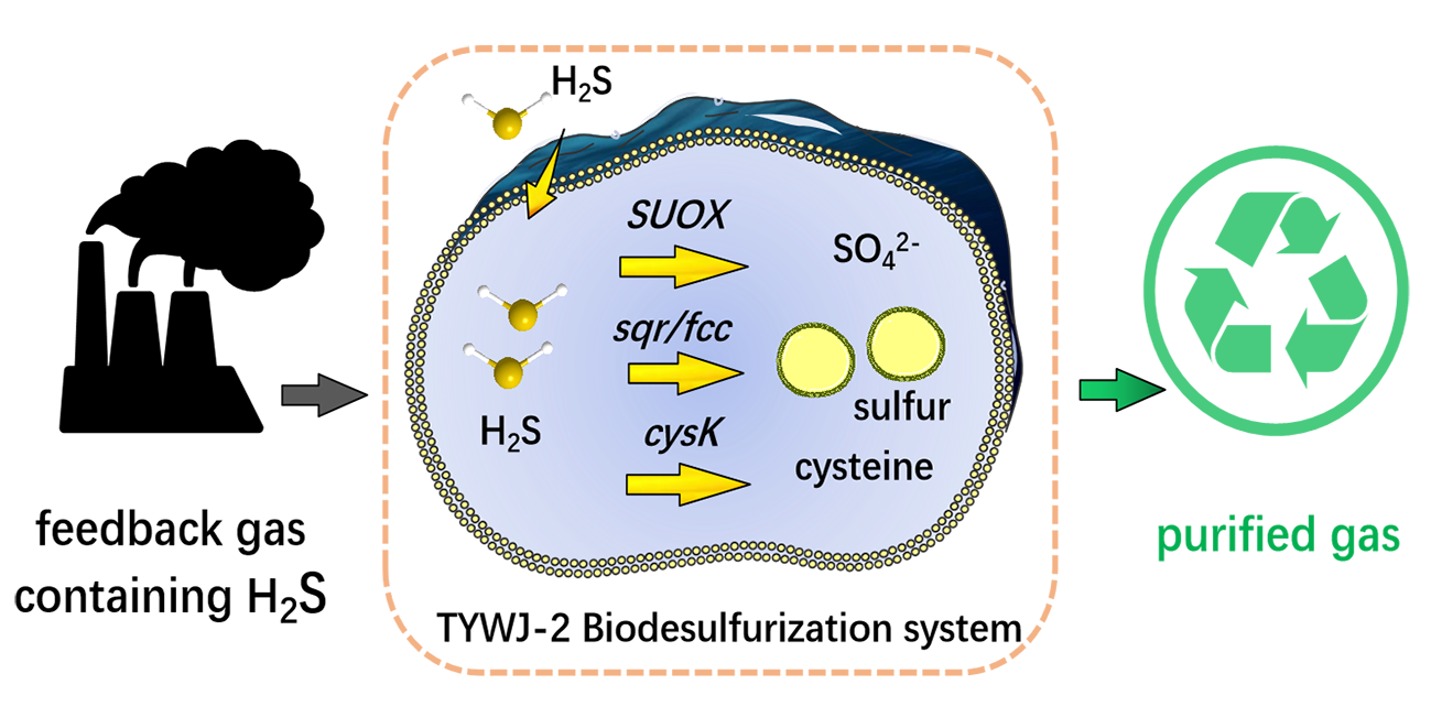 Genomic Insights and Biodesulfurization Application of an Efficient ...