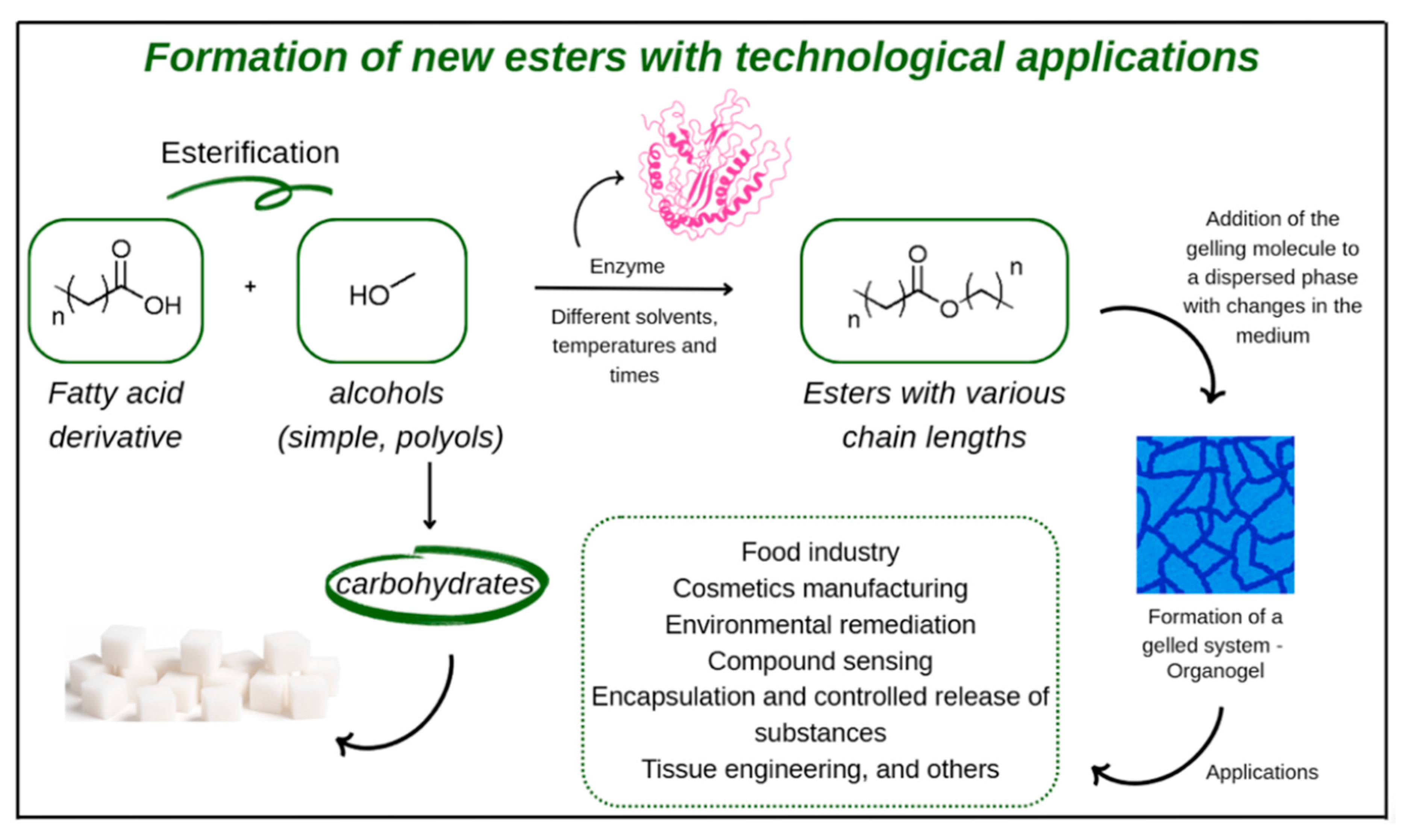 Valorization of Fatty Acid by Catalytic Sugar Derivatization: Lipase ...