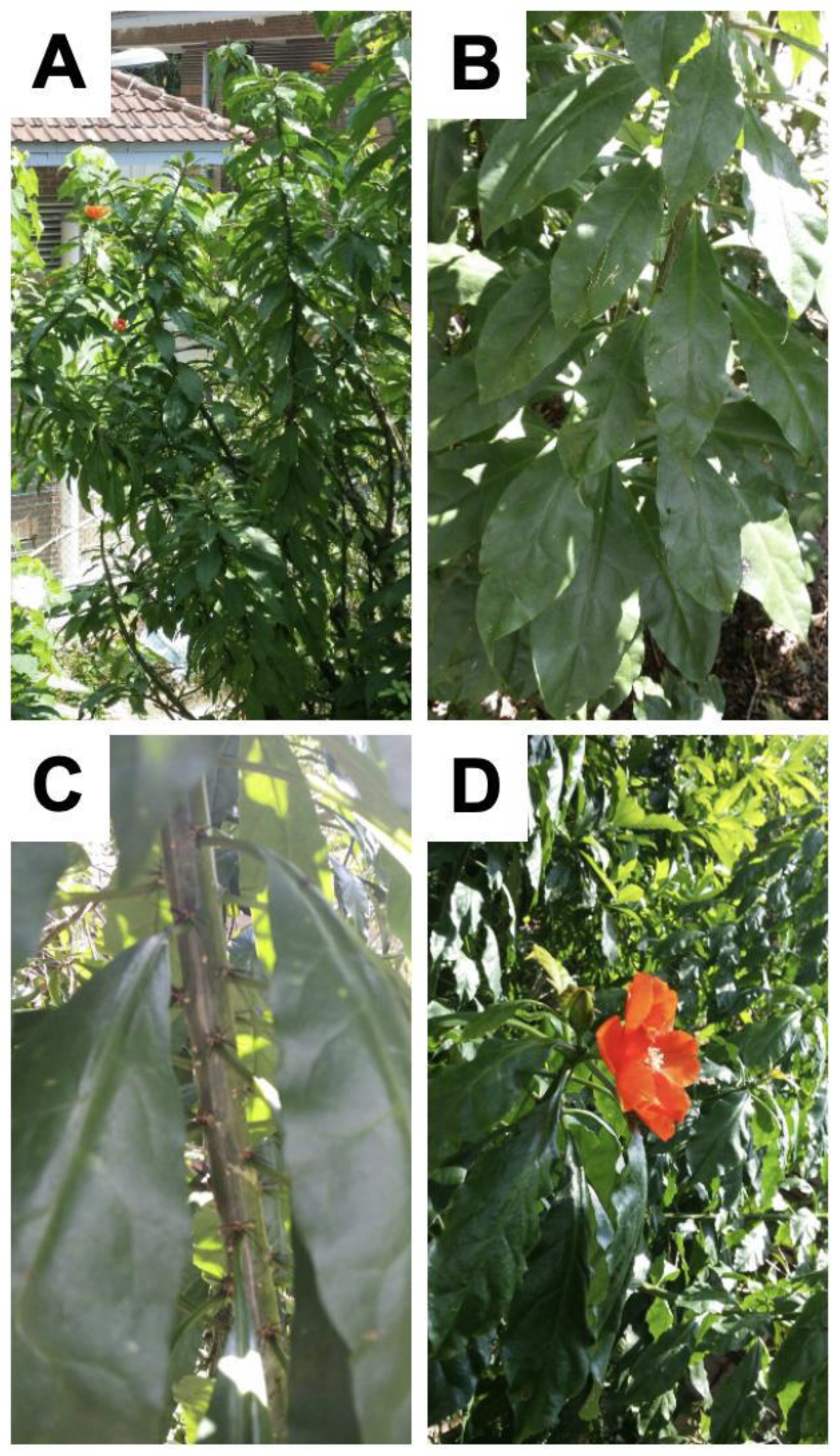 Chemical Diversity in Leuenbergeria bleo: From Small-Molecule ...