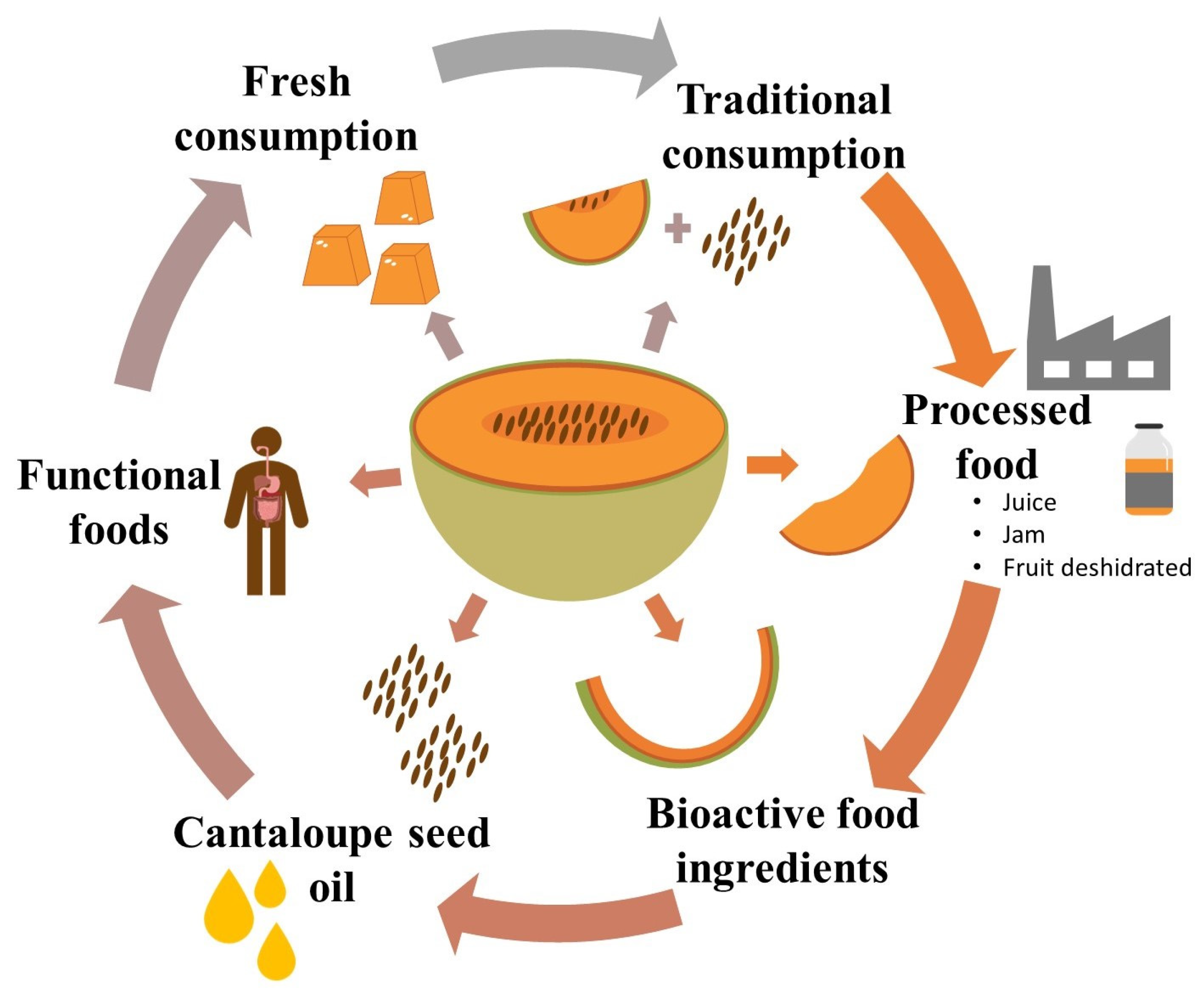 Unlocking Potential Perspectives of Cucumis melo L. Fruit: Development ...