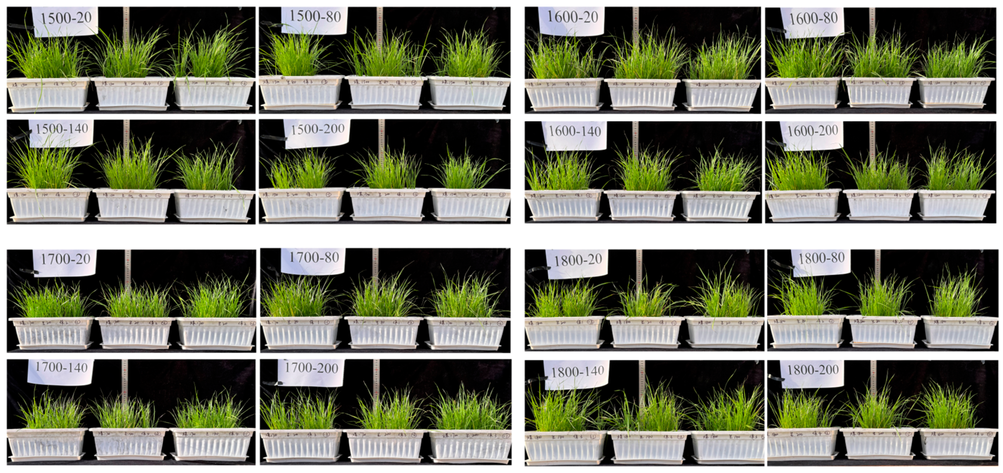 Sustainable Valorization of Coal Gangue into a Planting Substrate ...