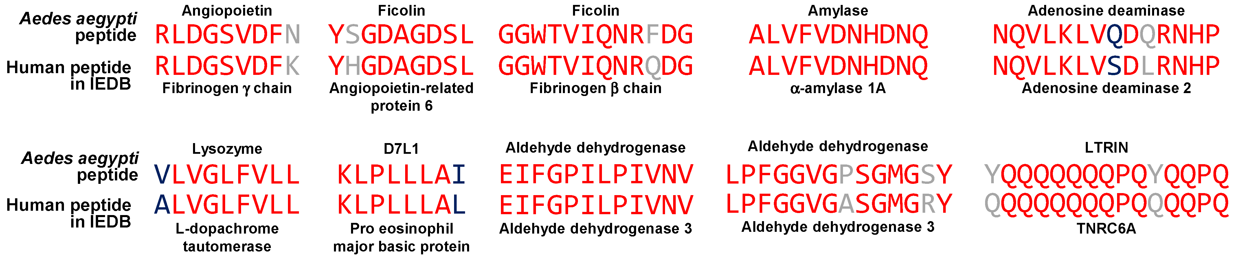 Mimicry in the Bite: Shared Sequences Between Aedes aegypti Salivary ...