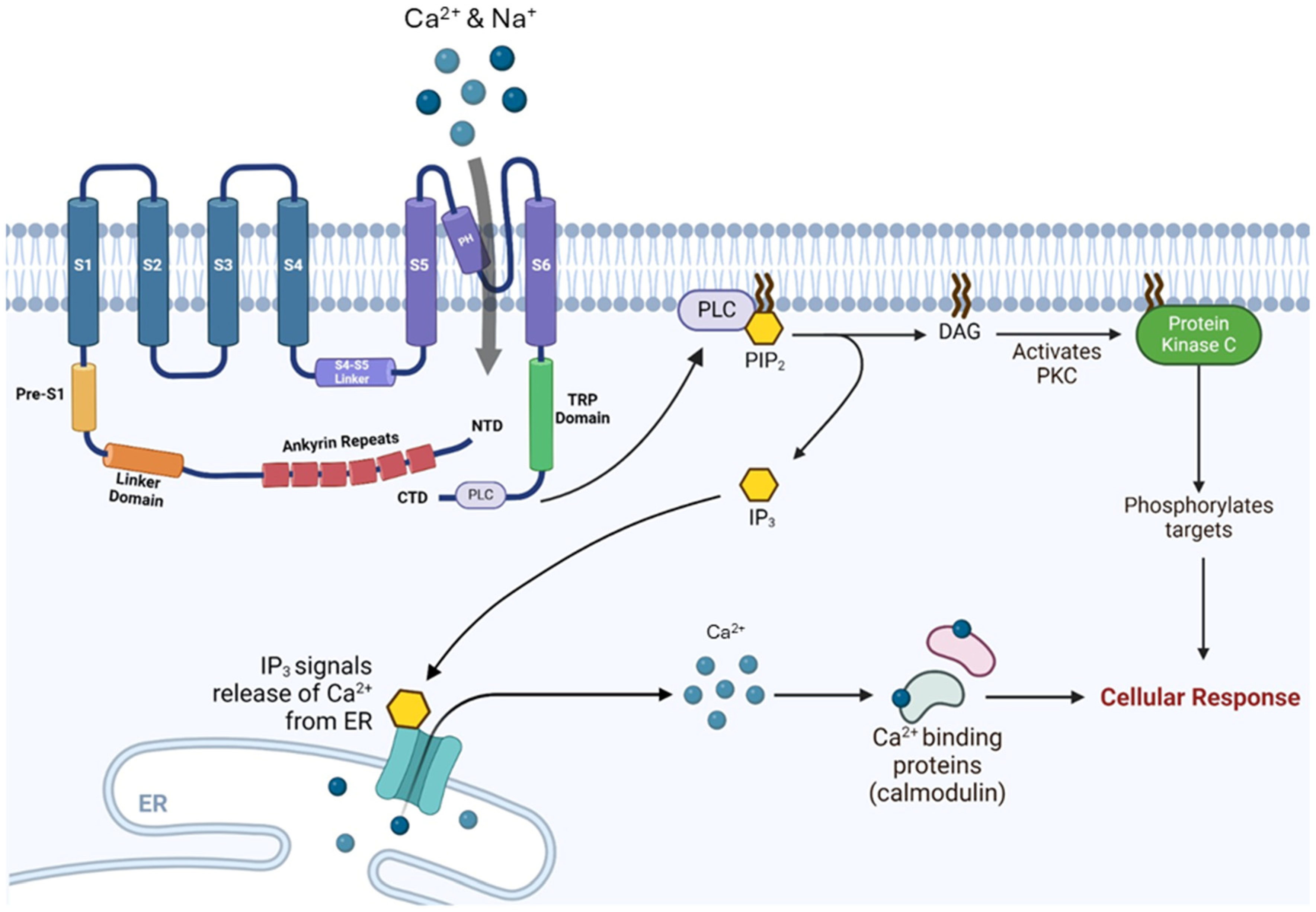 Role of Transient Receptor Potential Vanilloid Channels in ...