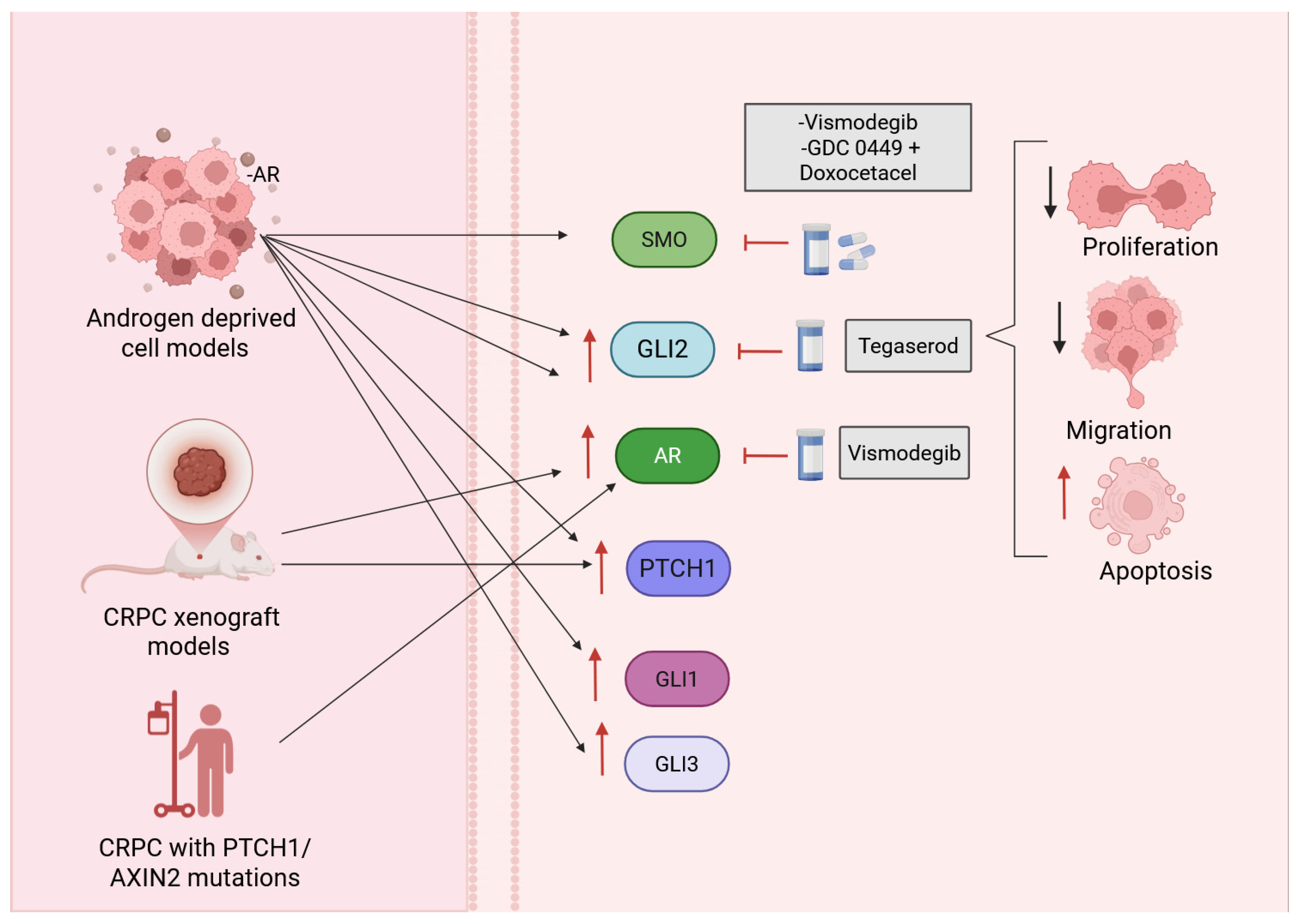The GLI3–Androgen Receptor Axis: A Feedback Circuit Sustaining Shh ...