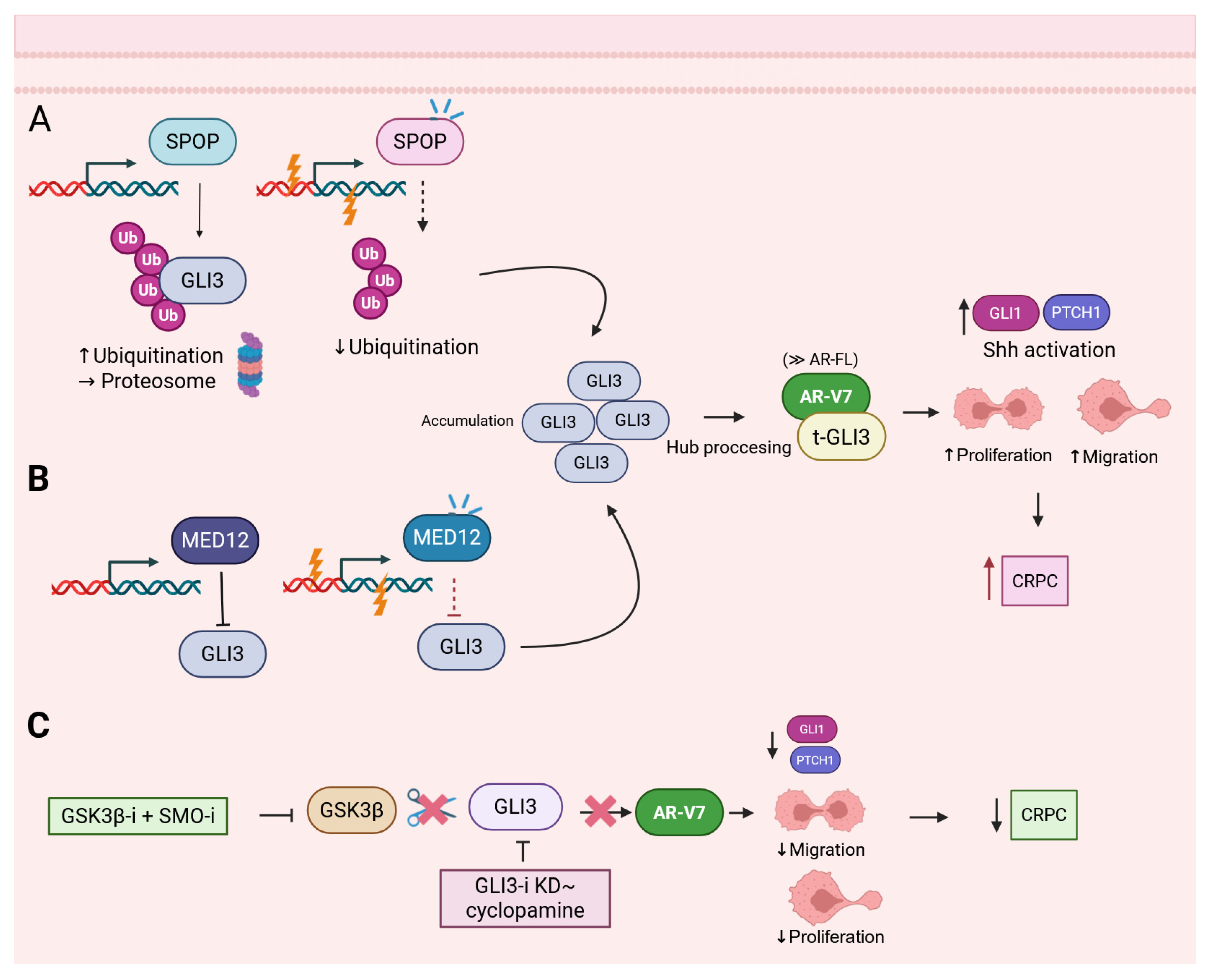 The GLI3–Androgen Receptor Axis: A Feedback Circuit Sustaining Shh ...