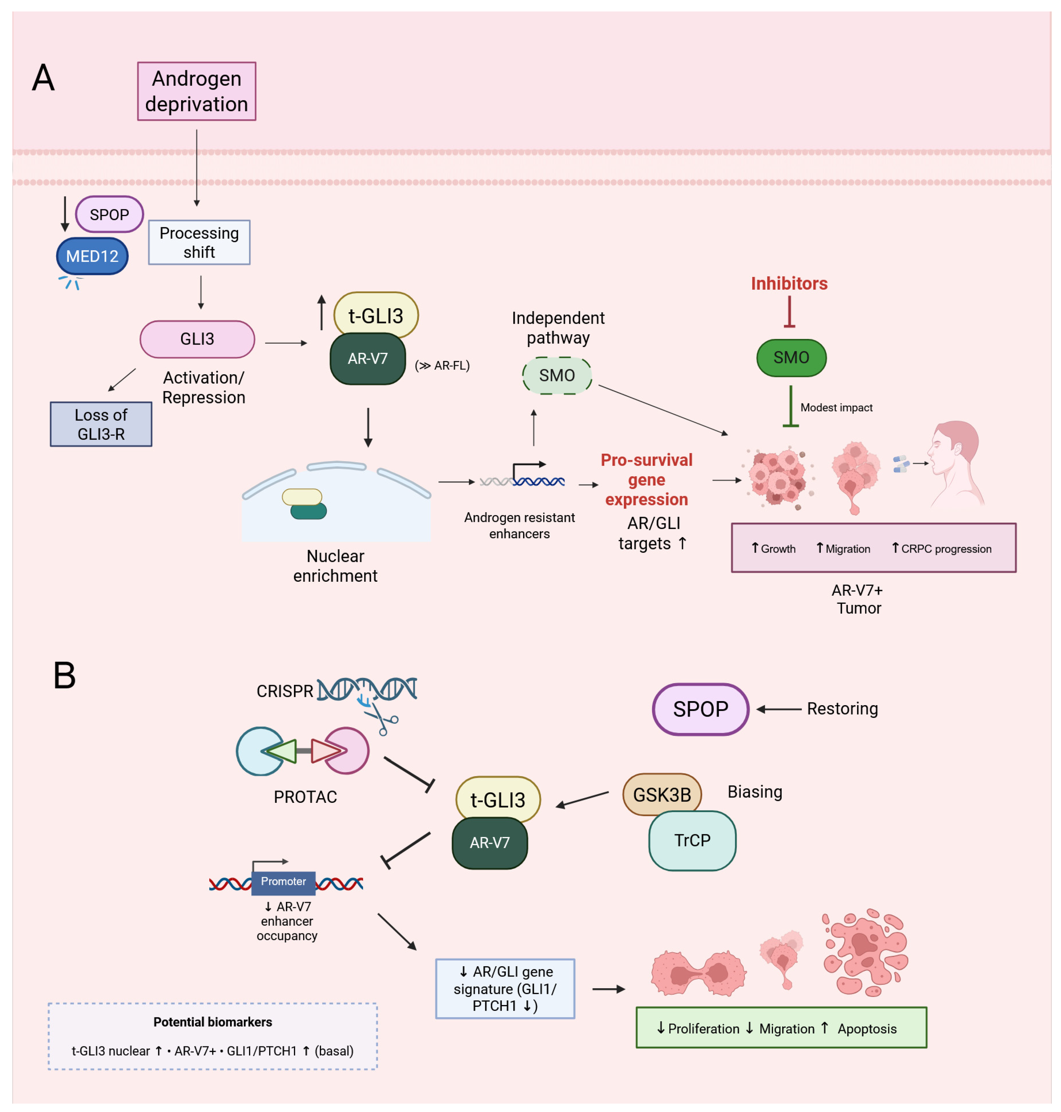 The GLI3–Androgen Receptor Axis: A Feedback Circuit Sustaining Shh ...