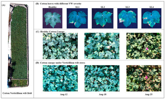 Early Monitoring of Cotton Verticillium Wilt by Leaf Multiple “Symptom ...