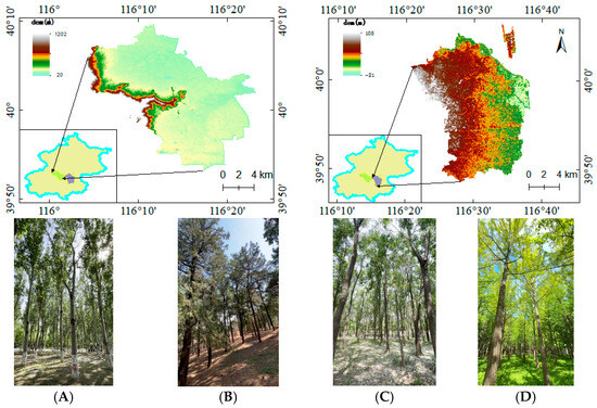 CDP-MVS: Forest Multi-View Reconstruction with Enhanced Confidence ...
