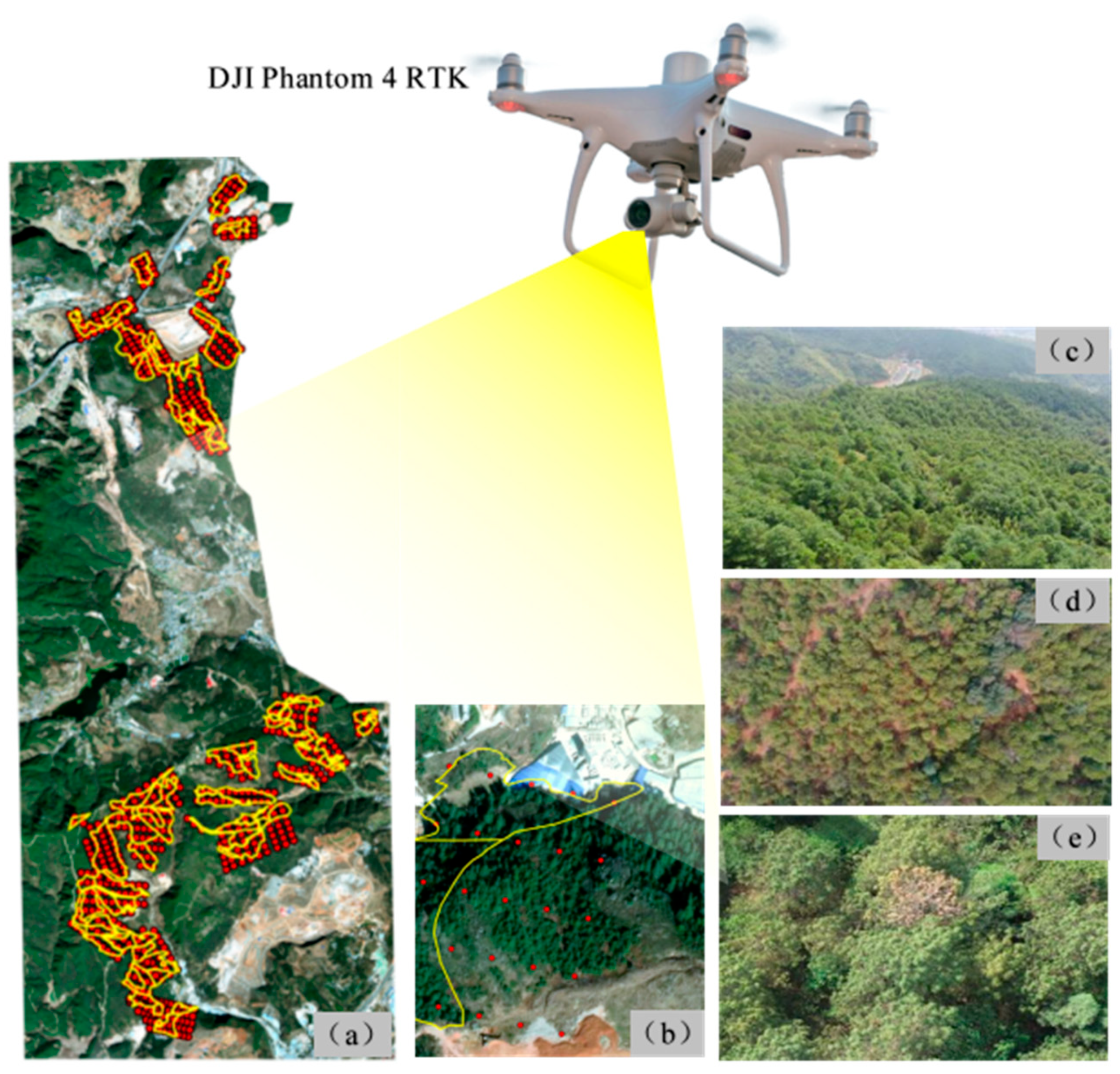 Detection of Pine Wilt Disease-Infected Dead Trees in Complex ...