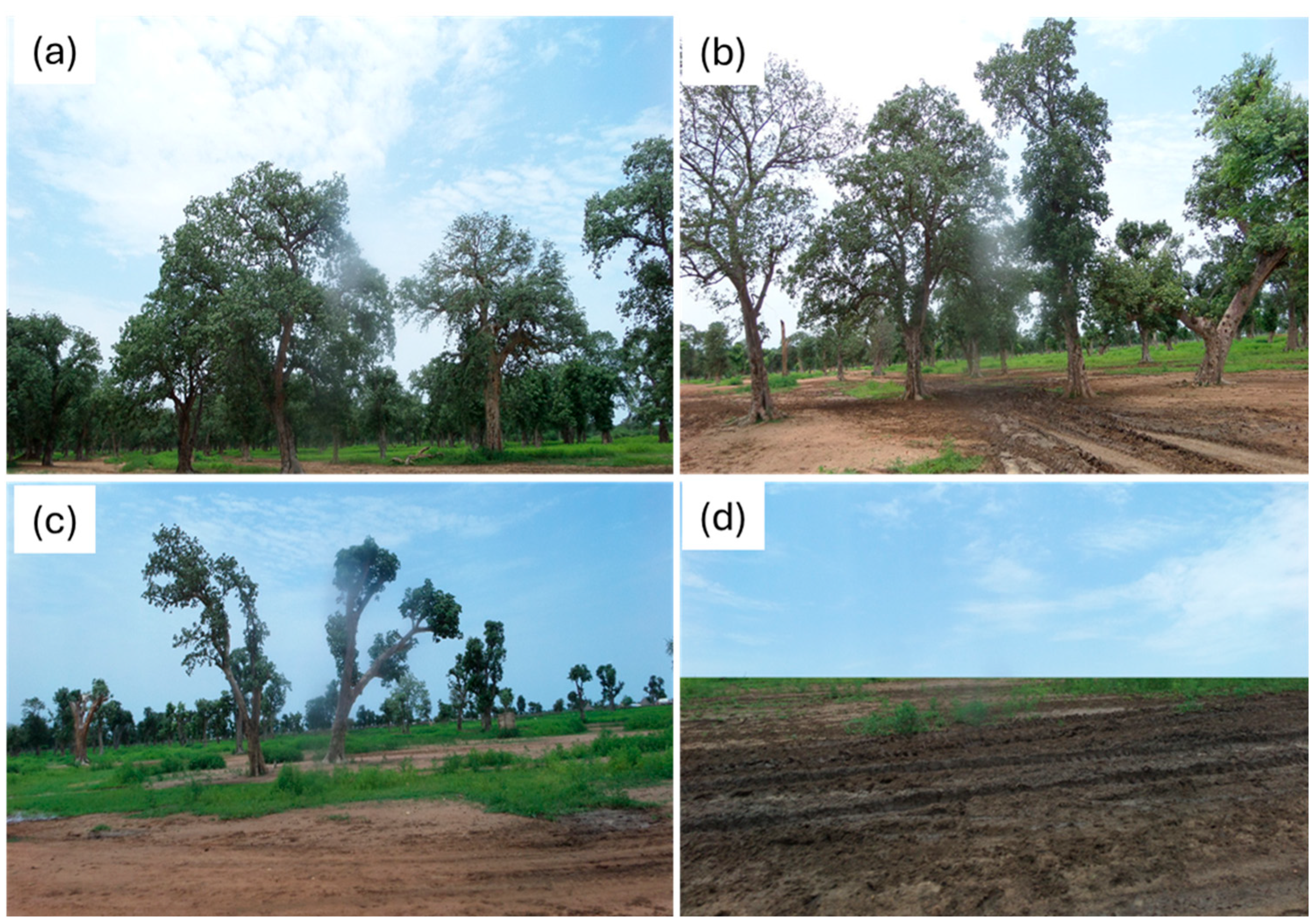 Spatio-Temporal Assessment and Future Projection of Land Cover Dynamics ...