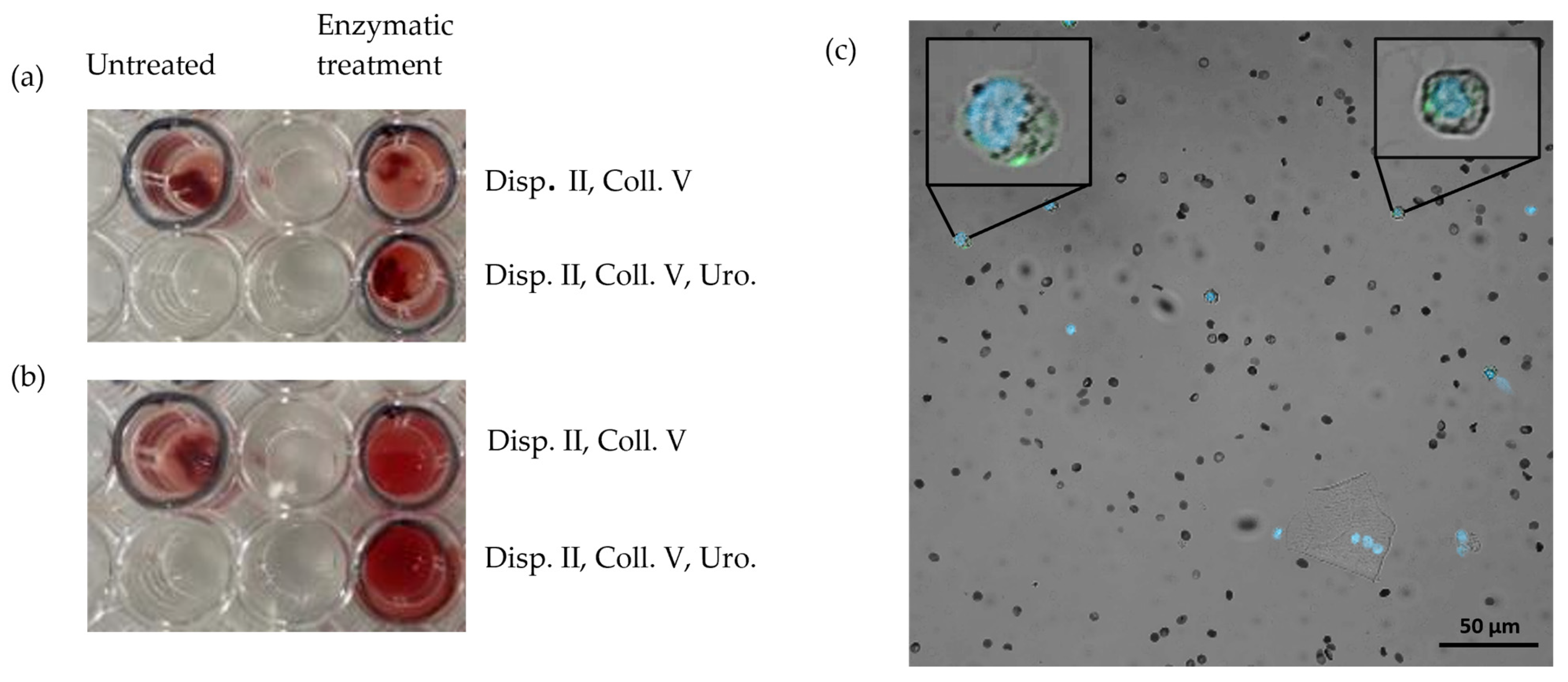 Morphological and Molecular Characterization of Menstrual Blood ...