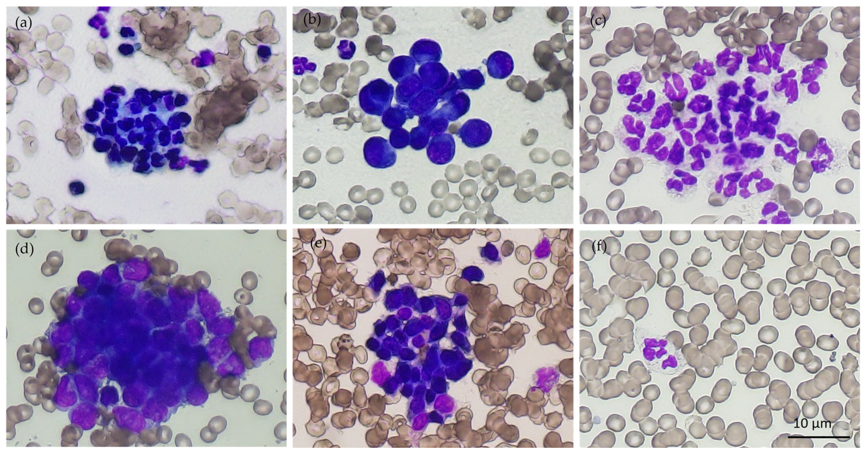 Morphological and Molecular Characterization of Menstrual Blood ...