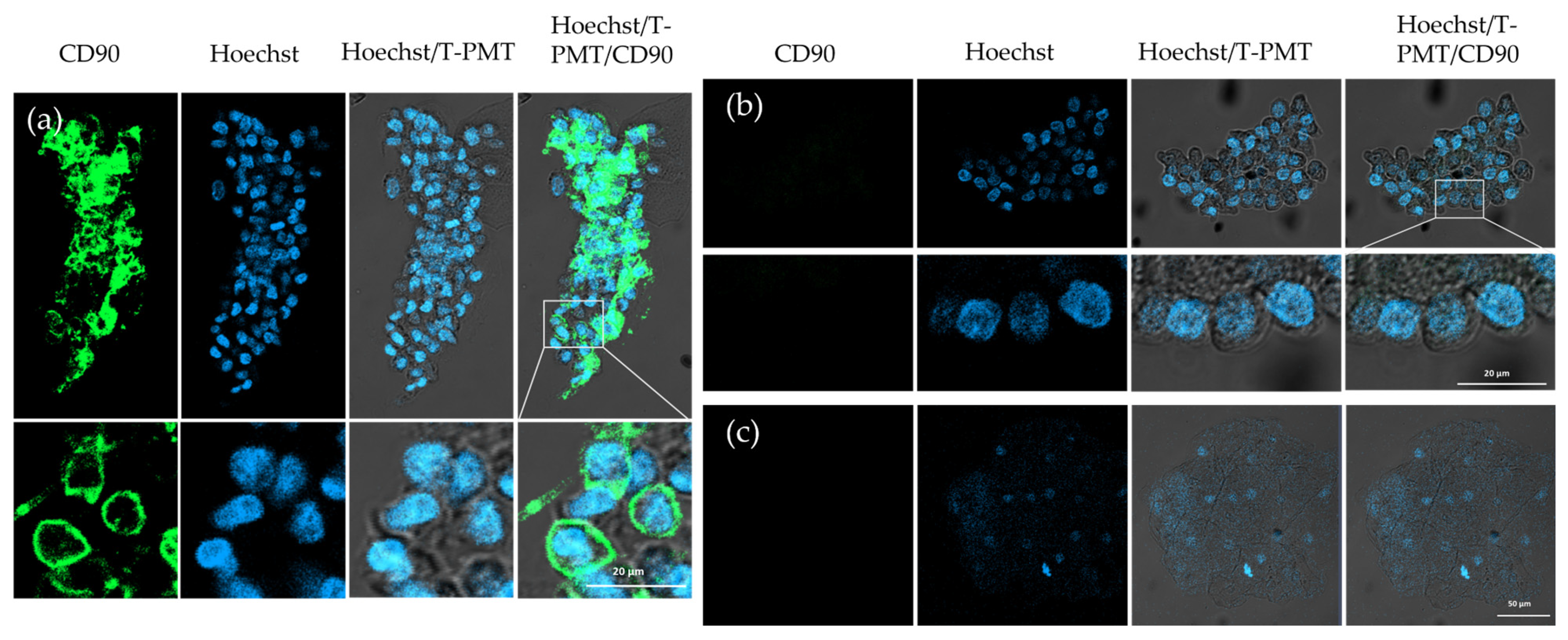 Morphological and Molecular Characterization of Menstrual Blood ...