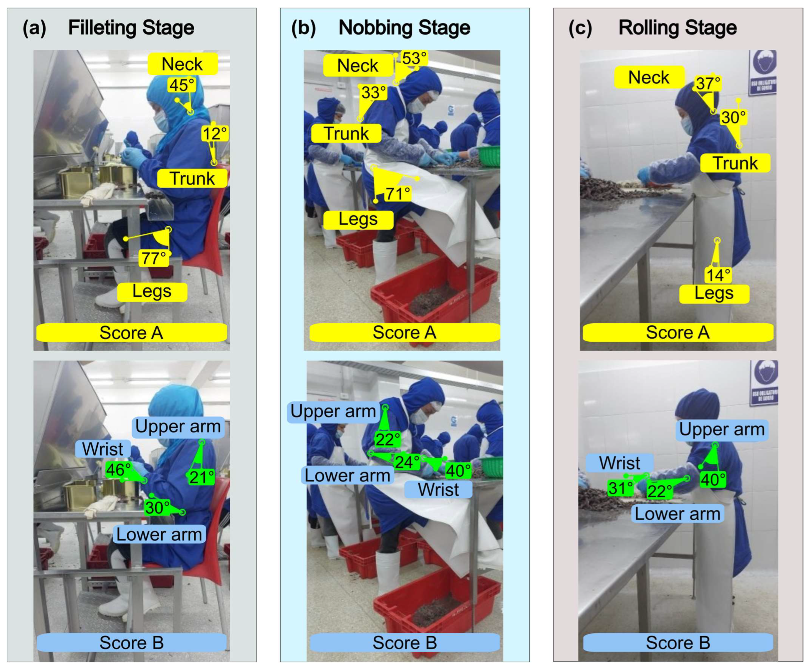 Postural Ergonomic Risk and Biomechanical Determinants in Fish ...