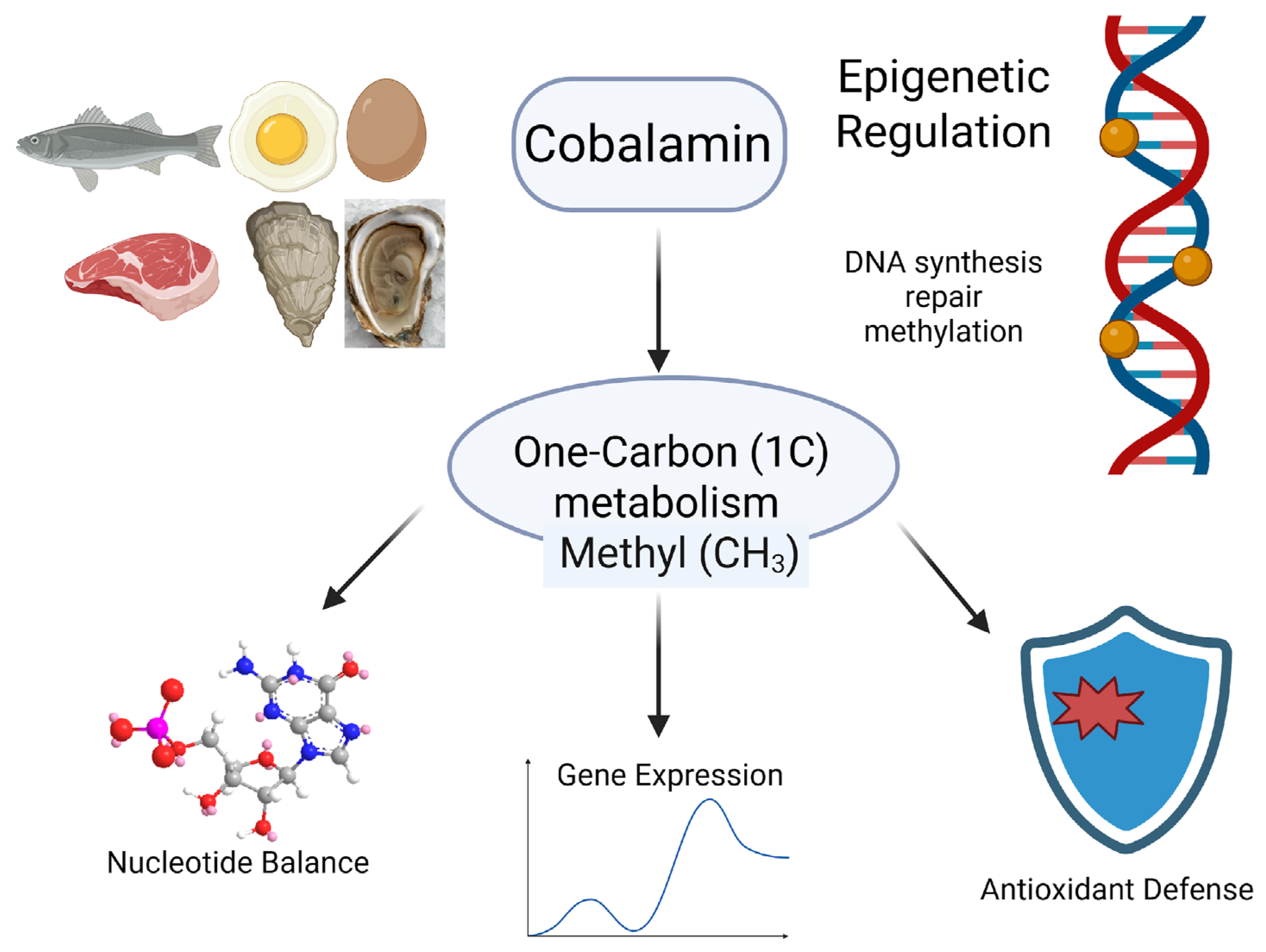 Cobalamin Metabolism Is a Key Process of Breast Cancer Cells That ...