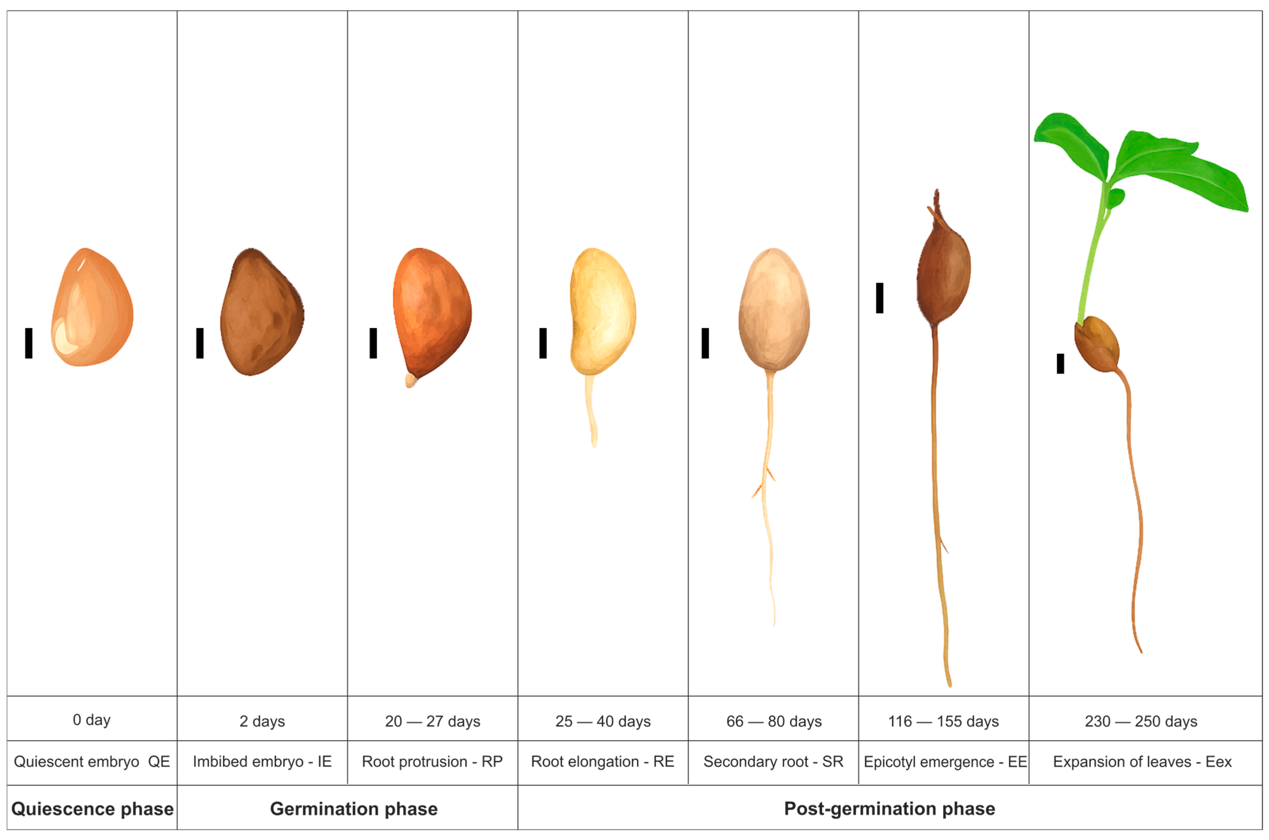 Metabolic Dynamics of Primary Reserves During Germination and Early ...