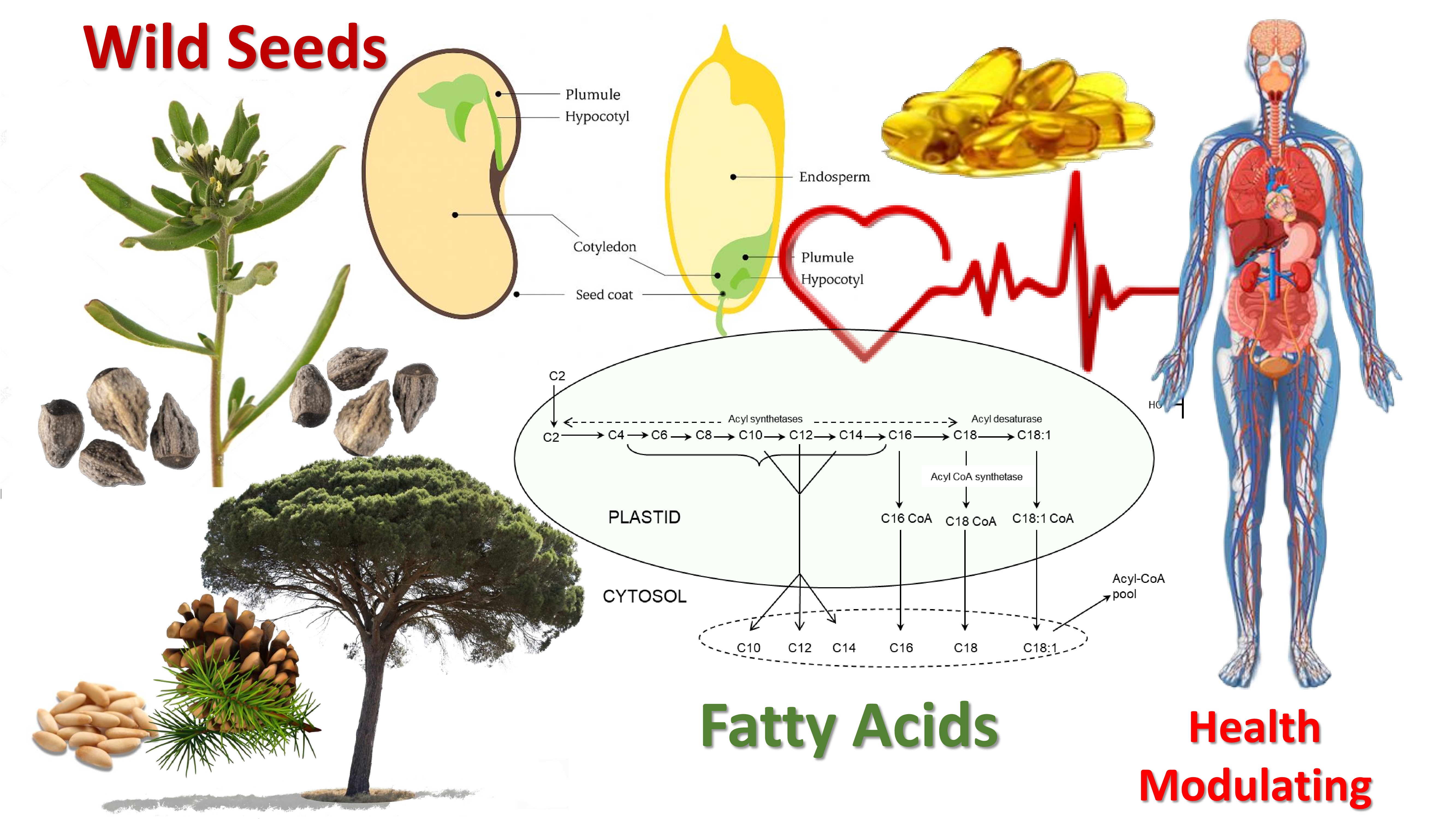 Wild Seeds as Sustainable Sources of C18-Series Bioactive Fatty Acids ...