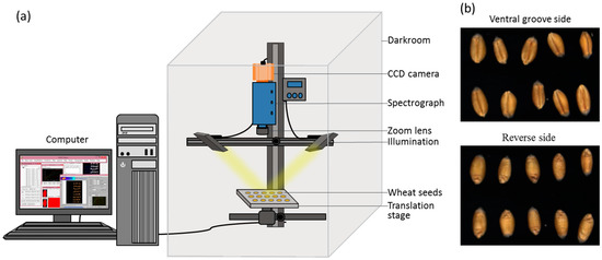 A Reliable Methodology for Determining Seed Viability by Using ...