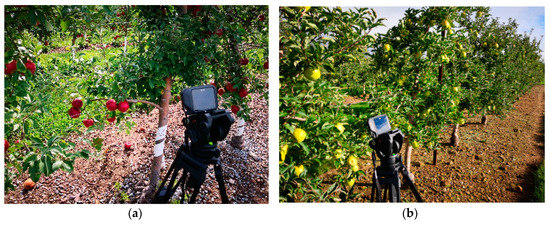 Apple Fruit Recognition Algorithm Based on Multi-Spectral Dynamic Image Analysis