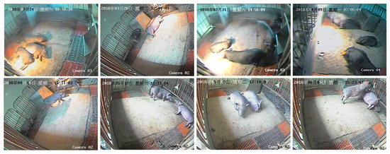 Automated Video Behavior Recognition of Pigs Using Two-Stream Convolutional Networks
