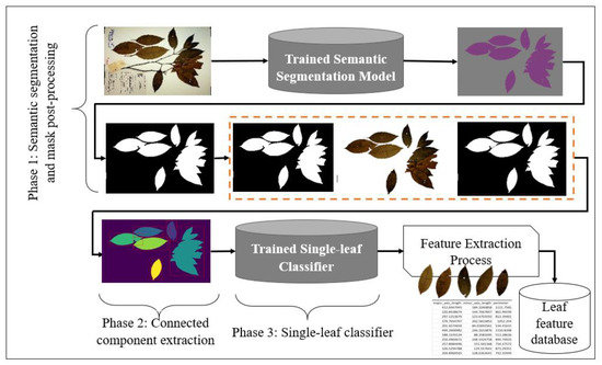 Automated Extraction of Phenotypic Leaf Traits of Individual Intact ...