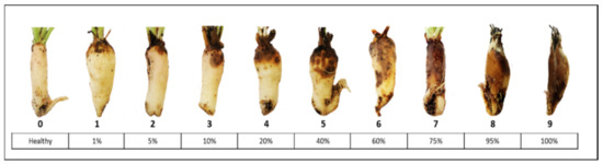 Field Detection of Rhizoctonia Root Rot in Sugar Beet by Near Infrared ...