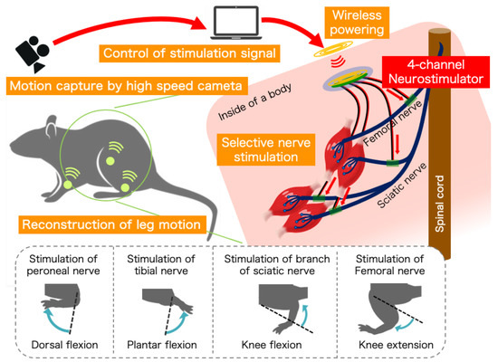 A Wirelessly Powered 4-Channel Neurostimulator for Reconstructing ...