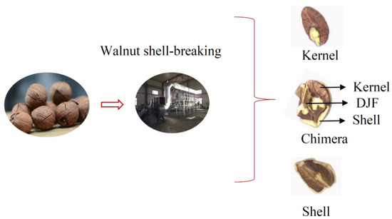 Detection Method for Walnut Shell-Kernel Separation Accuracy Based on ...