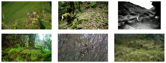 Intelligent Detection Method for Wildlife Based on Deep Learning