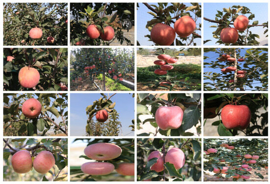 Apple Fruit Edge Detection Model Using a Rough Set and Convolutional ...