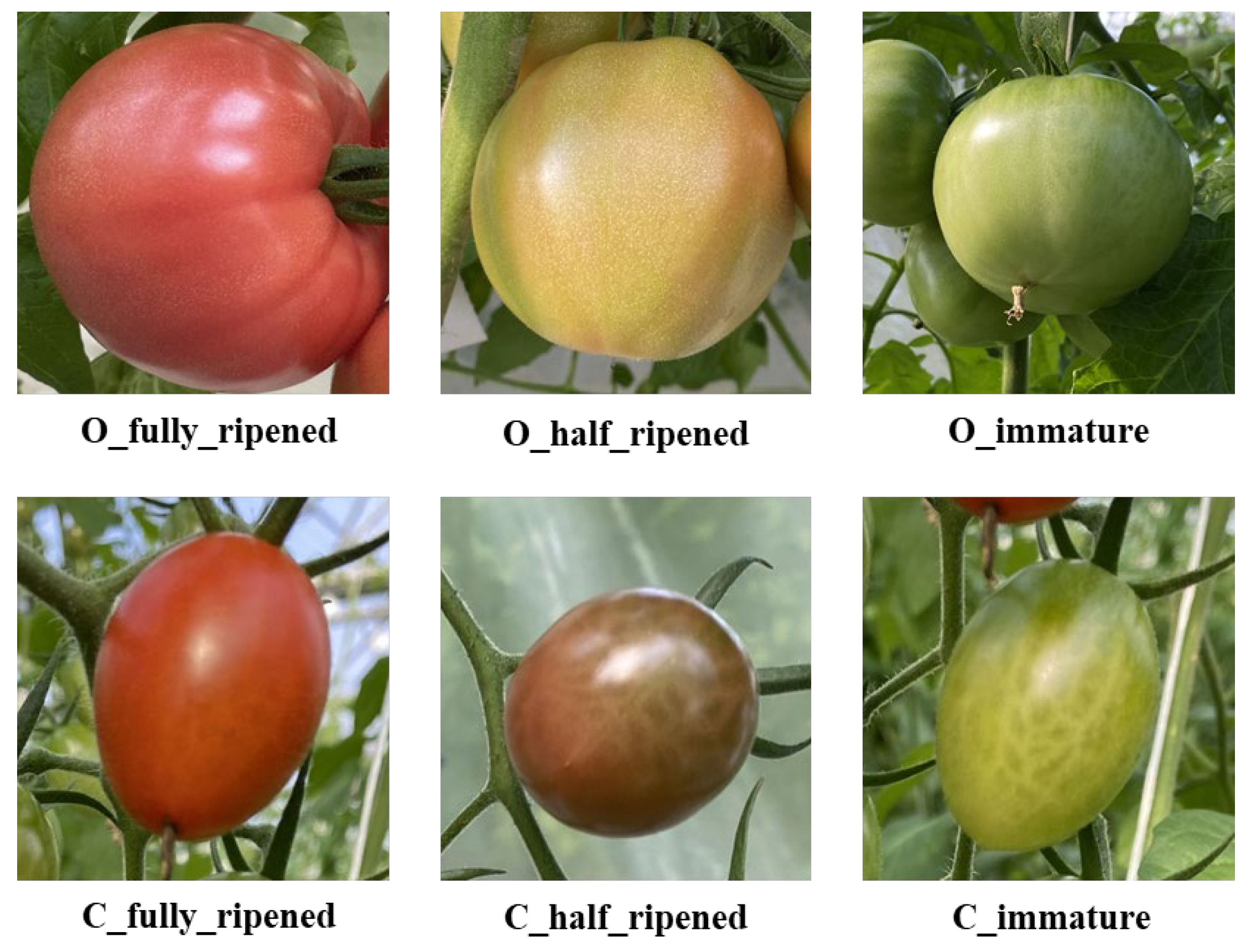 Simultaneous Identification on Tomato Variety and Maturity Based on ...