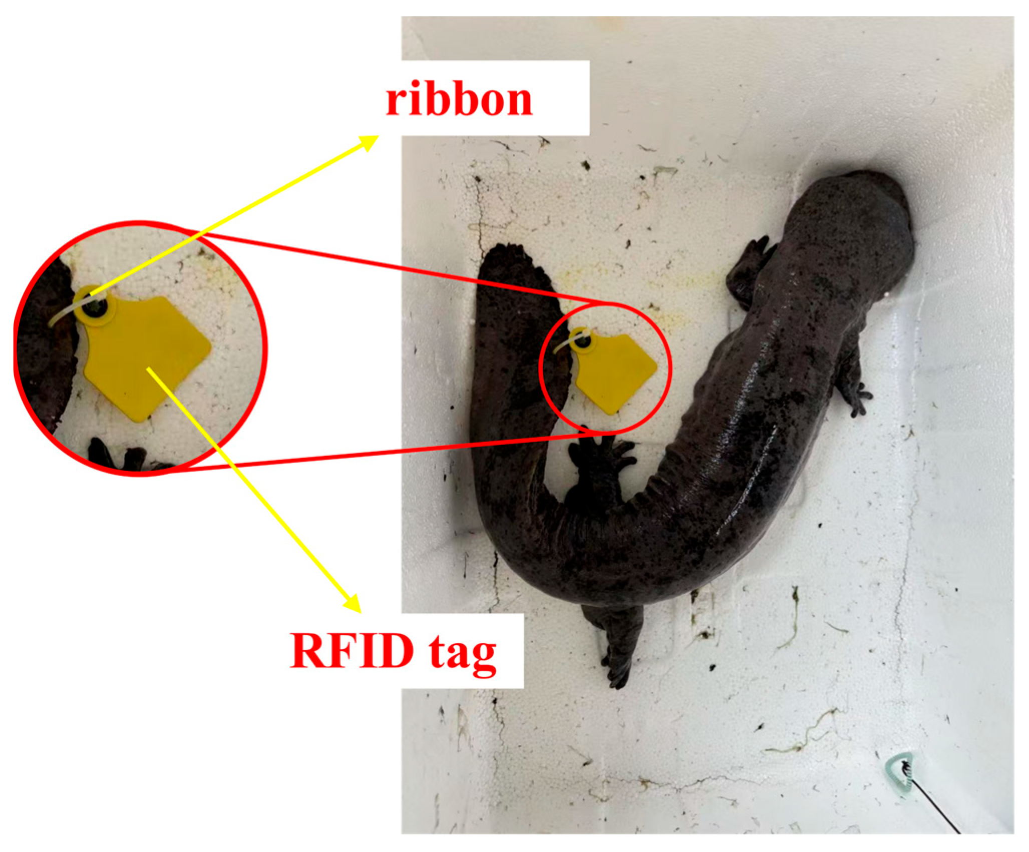 Study on the Localization Technology for Giant Salamanders Using ...