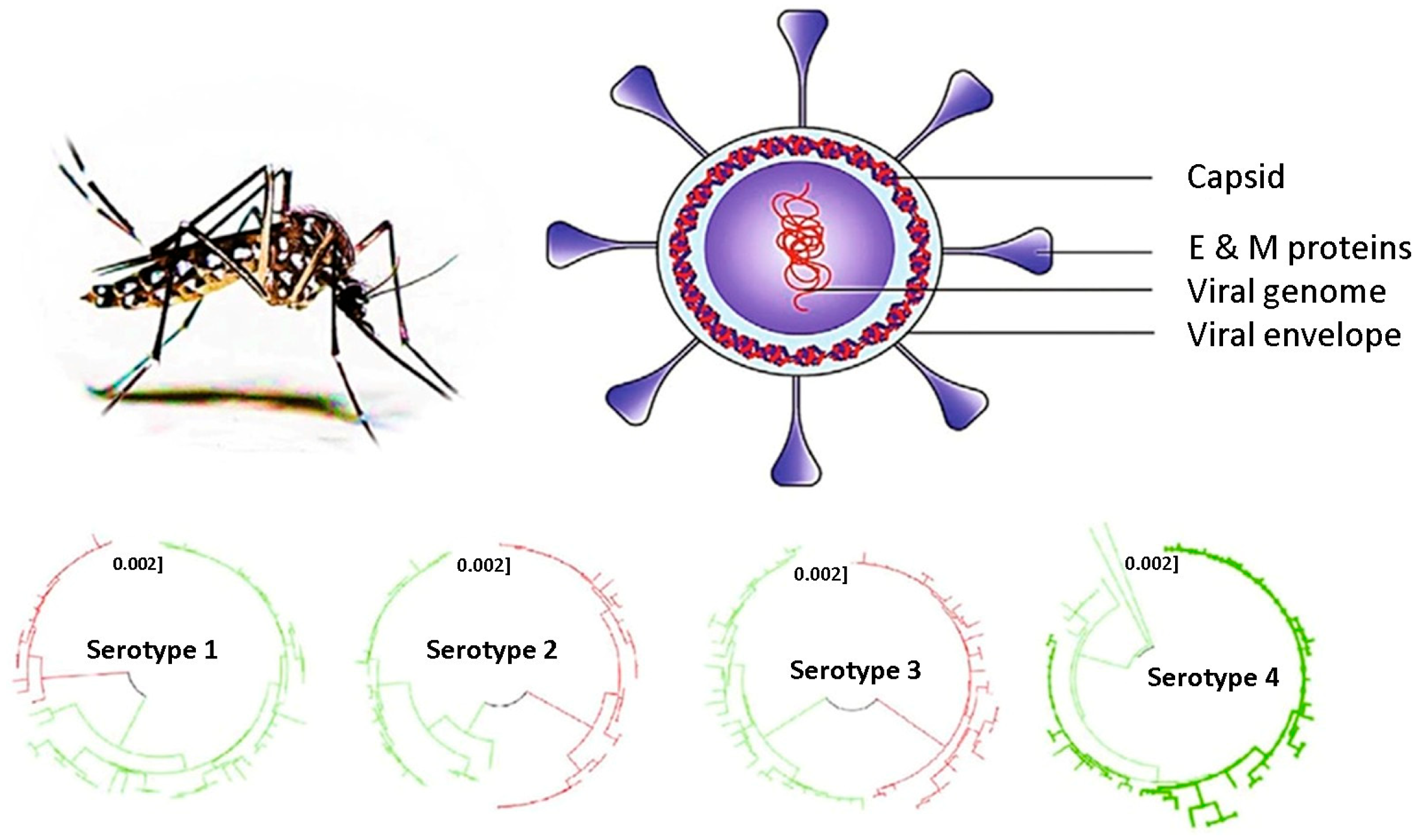 Next—Generation Diagnostic Technologies for Dengue Virus Detection ...