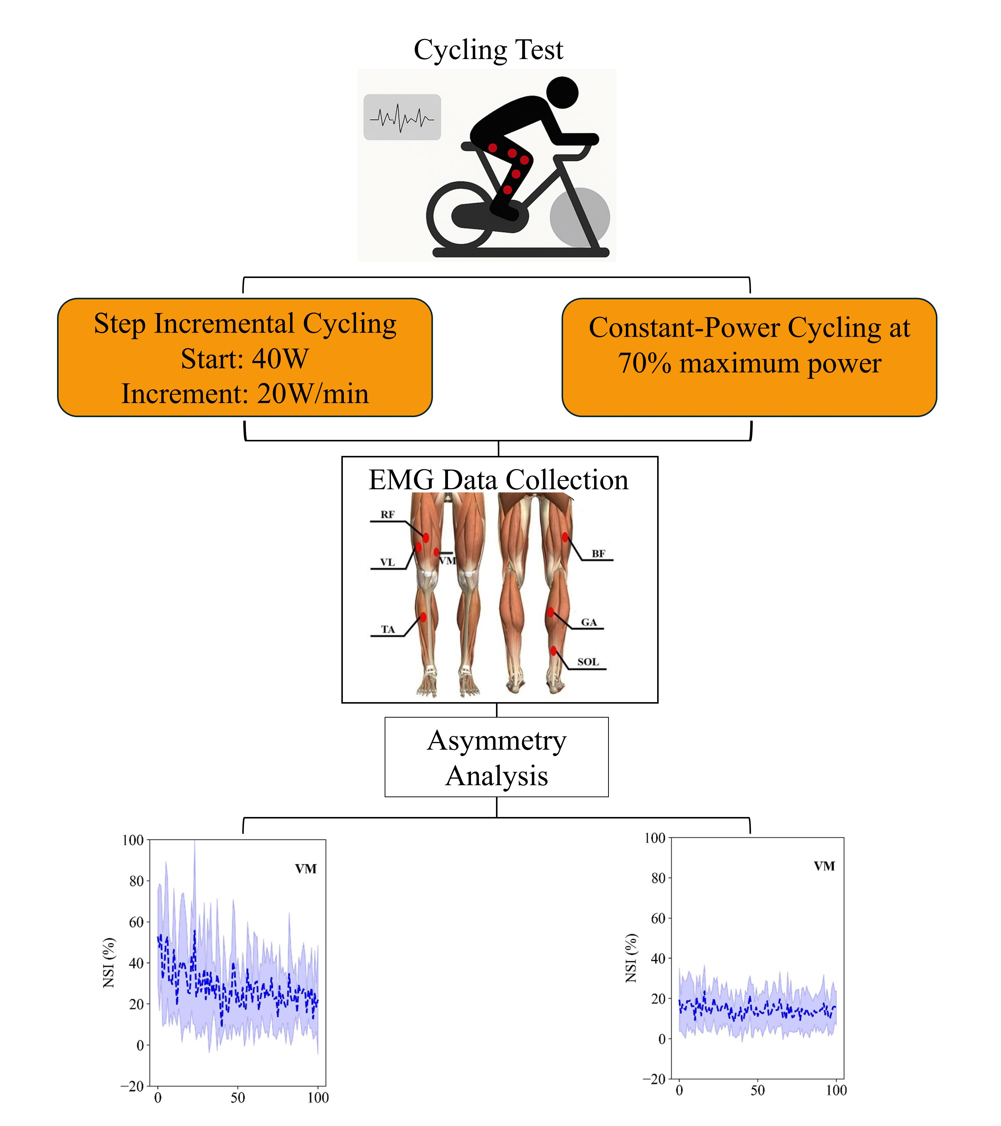 Variation of Lower-Limb Muscle Activation Asymmetry in Step Incremental ...
