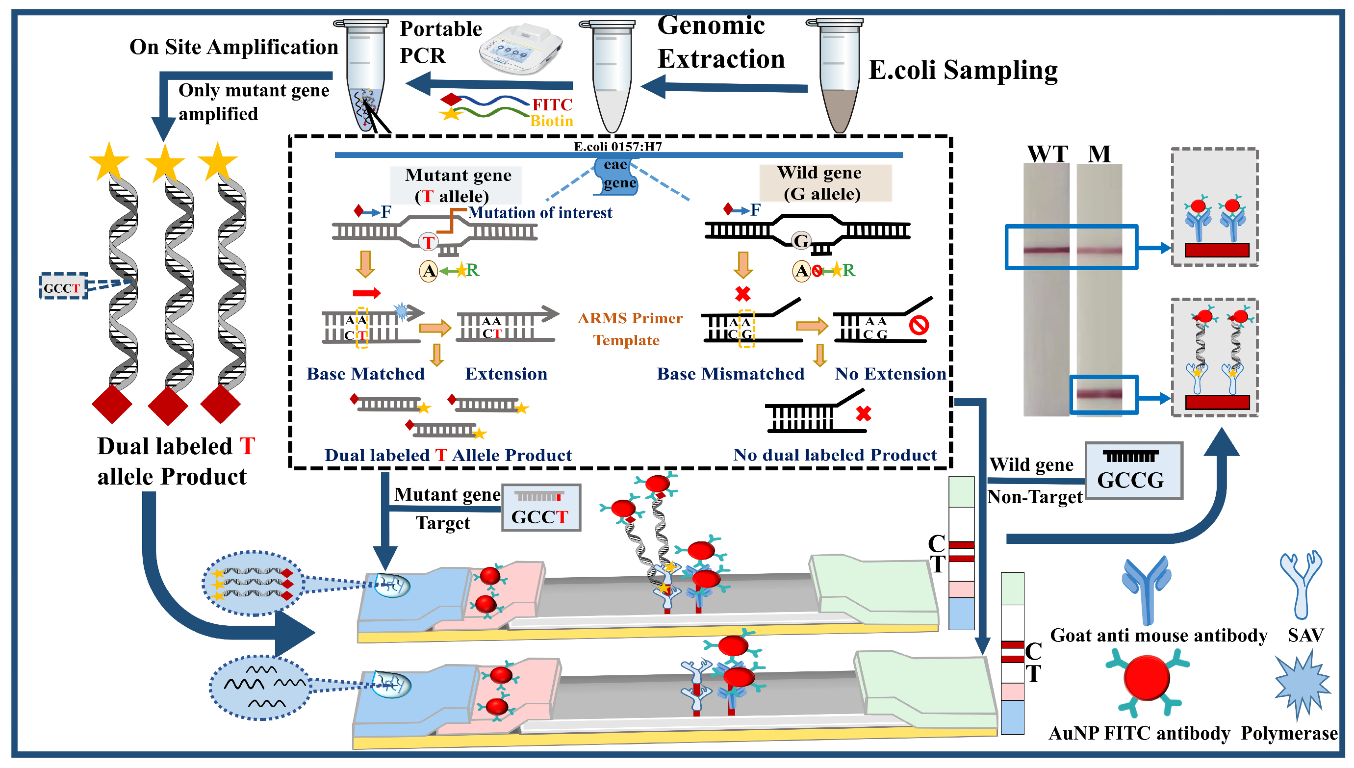 Visual Screening of Genetic Polymorphisms in eae Gene of Escherichia ...