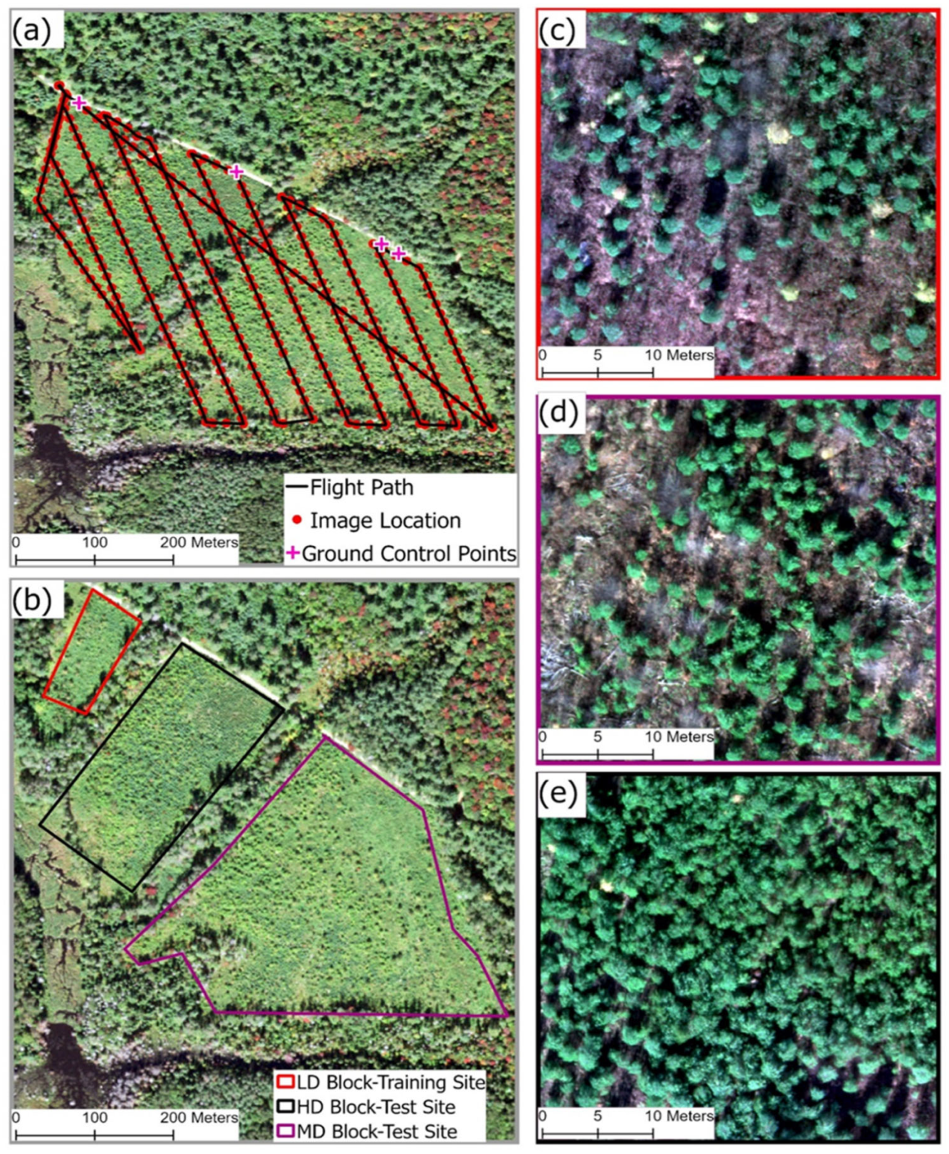 Young White Pine Detection Using UAV Imagery and Deep Learning Object ...