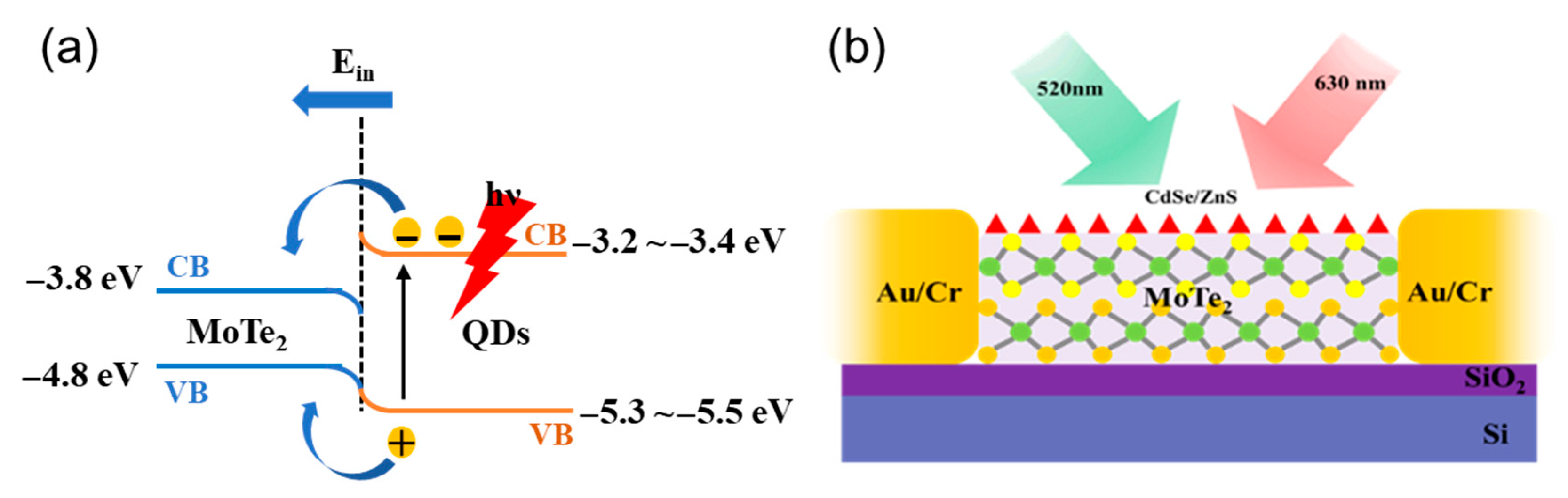 Multiscale Design and Simulation of CdSe/ZnS/MoTe2 Hybrid Photodetectors
