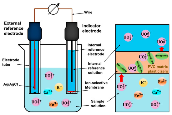 Membrane-Based Electrochemical Detection of Uranium: A Review