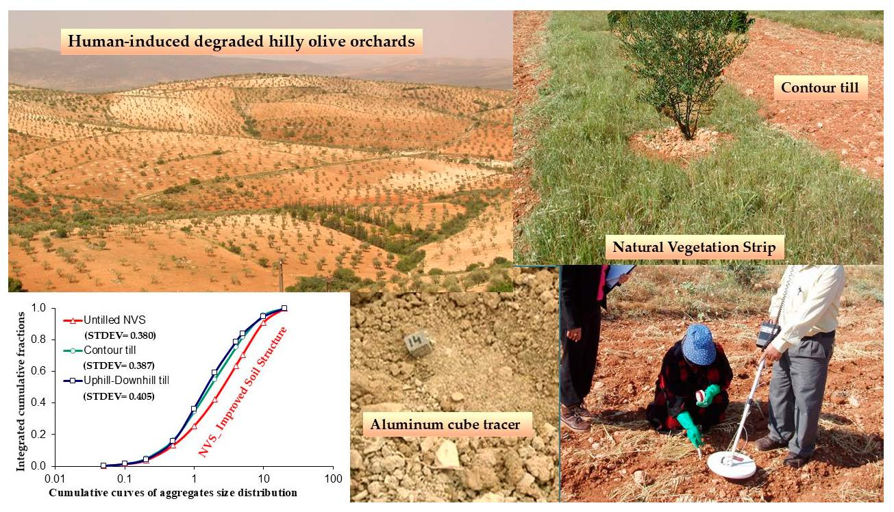 Restoring Soil and Ecosystem Functions in Hilly Olive Orchards in ...