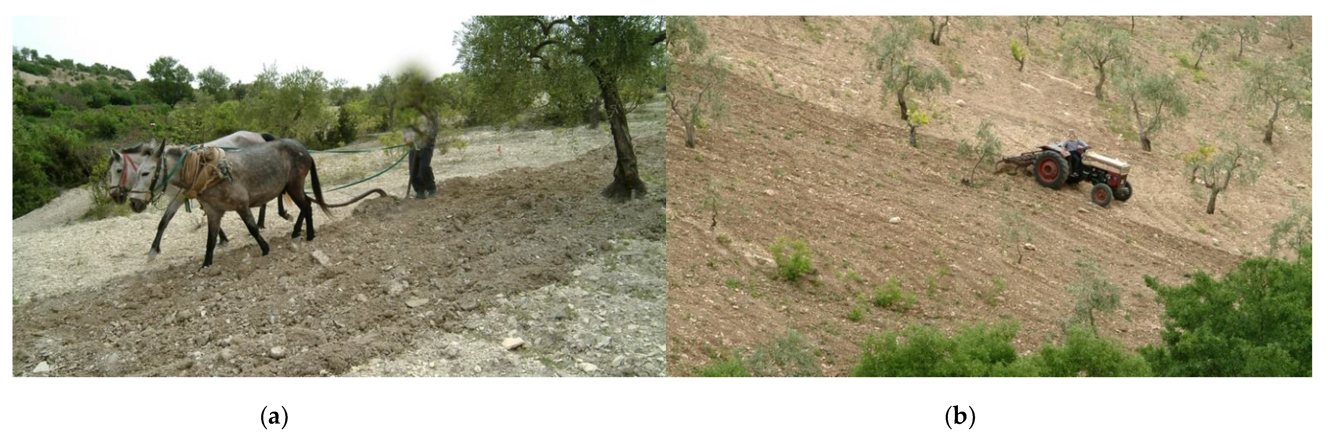 Restoring Soil and Ecosystem Functions in Hilly Olive Orchards in ...