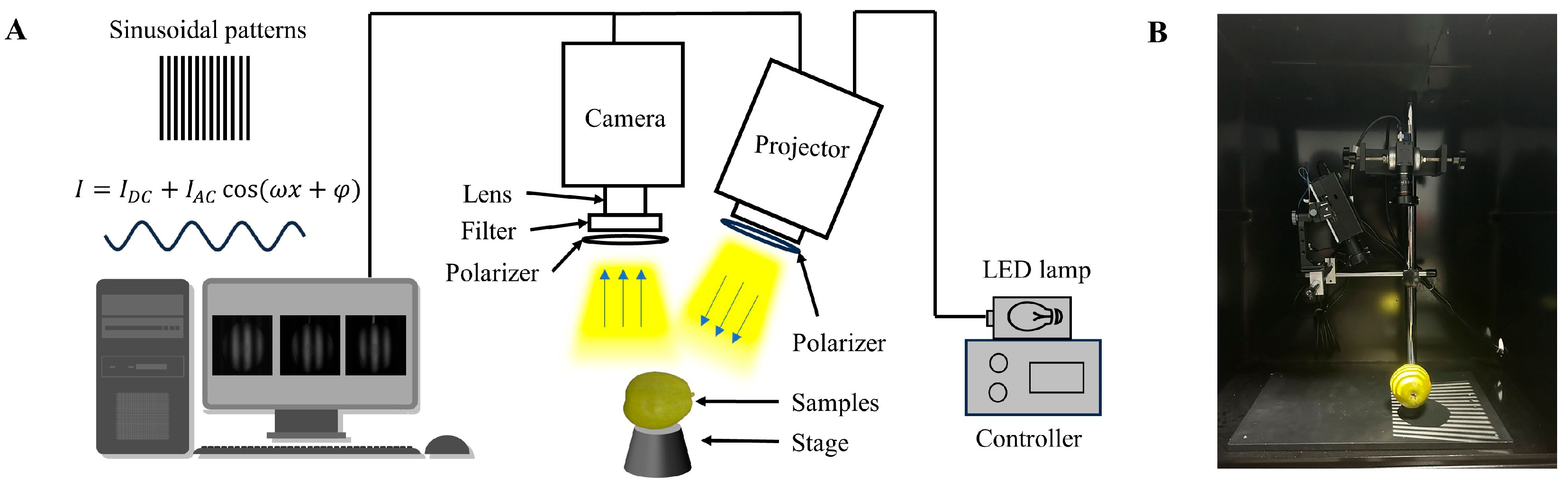 Nondestructive Detection of Early Subsurface Bruises in Fragrant Pears ...