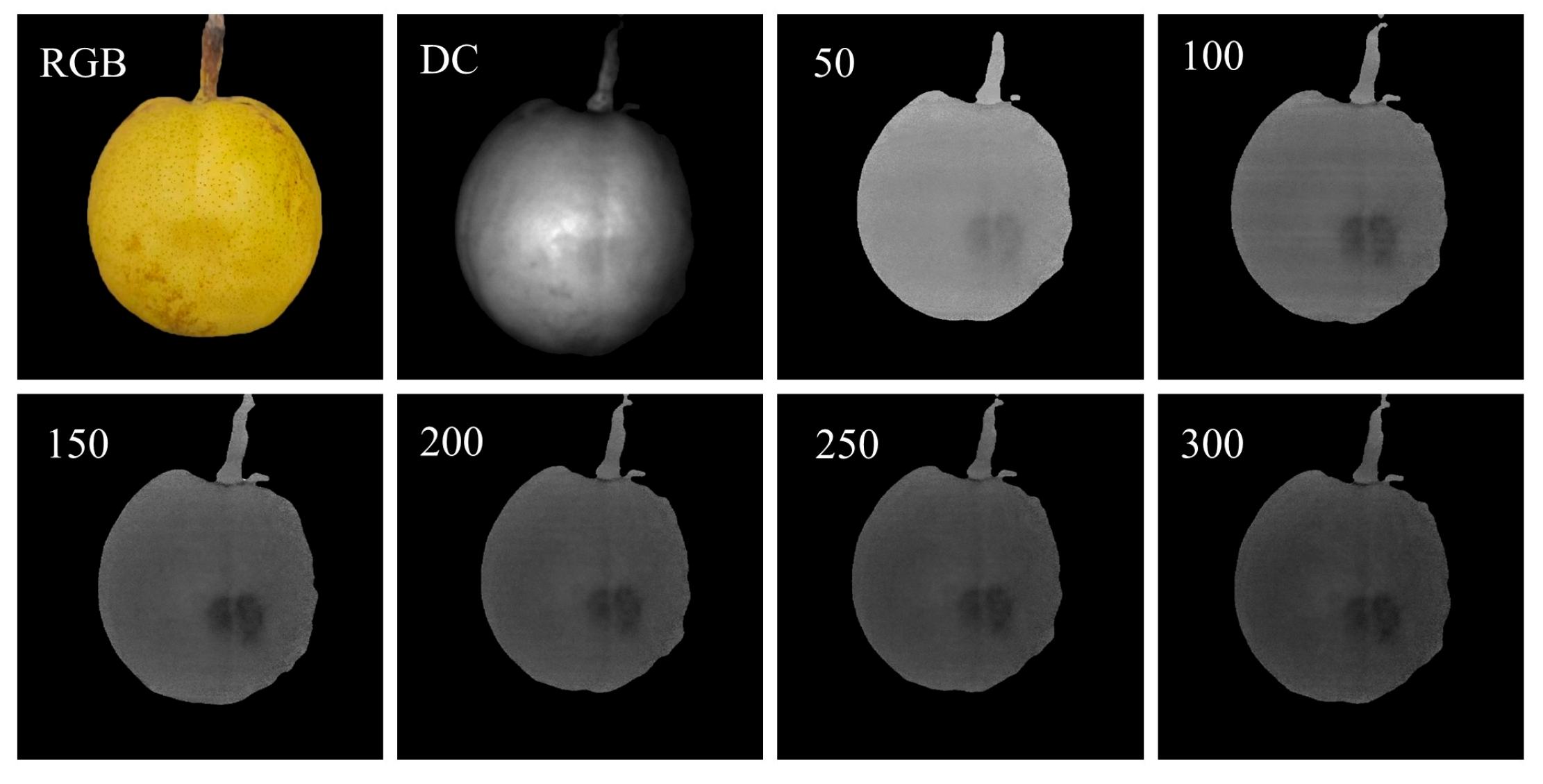 Nondestructive Detection of Early Subsurface Bruises in Fragrant Pears ...
