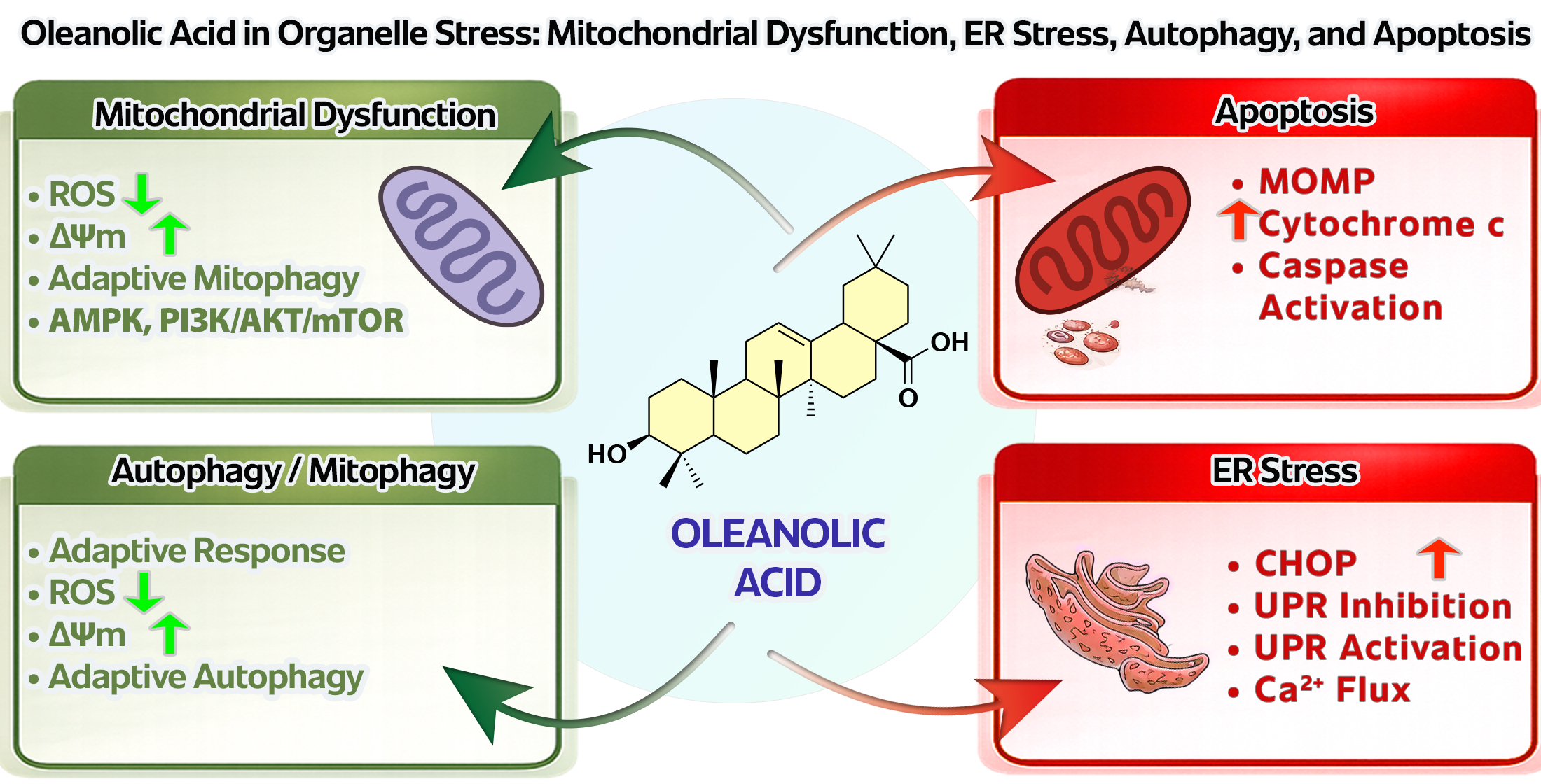 Oleanolic Acid in Organelle Stress: Mitochondrial Dysfunction ...