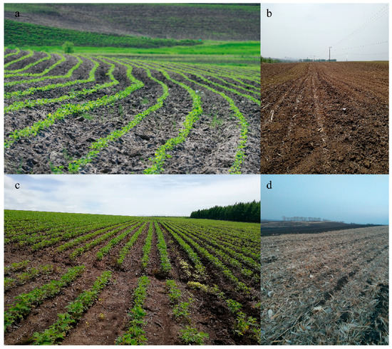 Effects of Ridge Tillage and Straw Returning on Runoff and Soil Loss ...