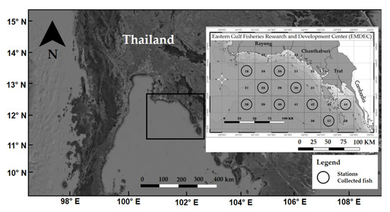 Presence and Characterization of Microplastics in Coastal Fish around ...