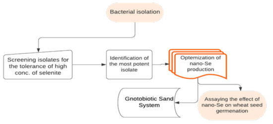 Biosynthesis of Nano-Selenium and Its Impact on Germination of Wheat ...